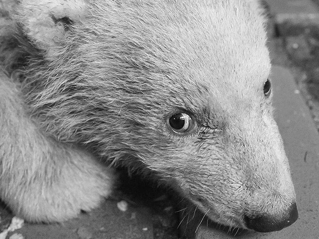 Armes Eisbär-Baby Fritz ( ): Die ganze Welt trauert um ihn! | Promiflash.de