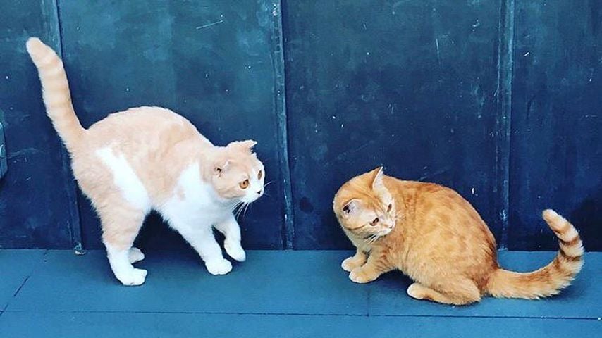 Popstar Ed Sheeran trauert: Sein Kater Graham ist gestorben ...
