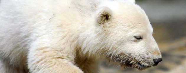 Eisbär Knut wäre heute fünf Jahre alt geworden | Promiflash.de